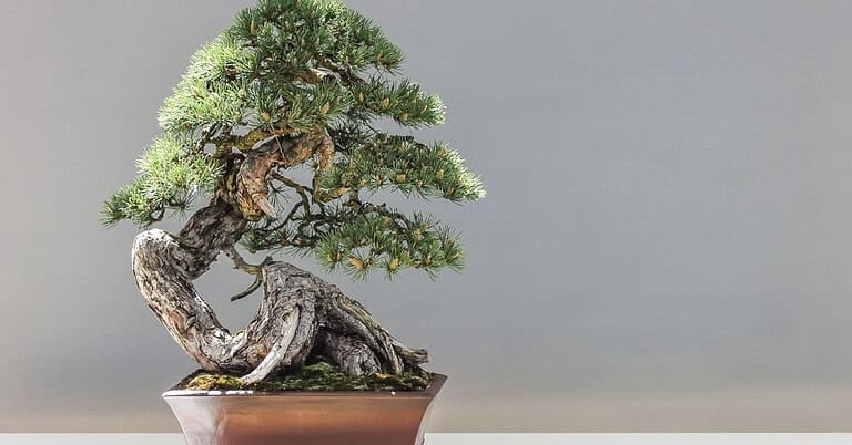 MediSign Cloud-Based EHR - Electronic Health Records - Affordable EHR